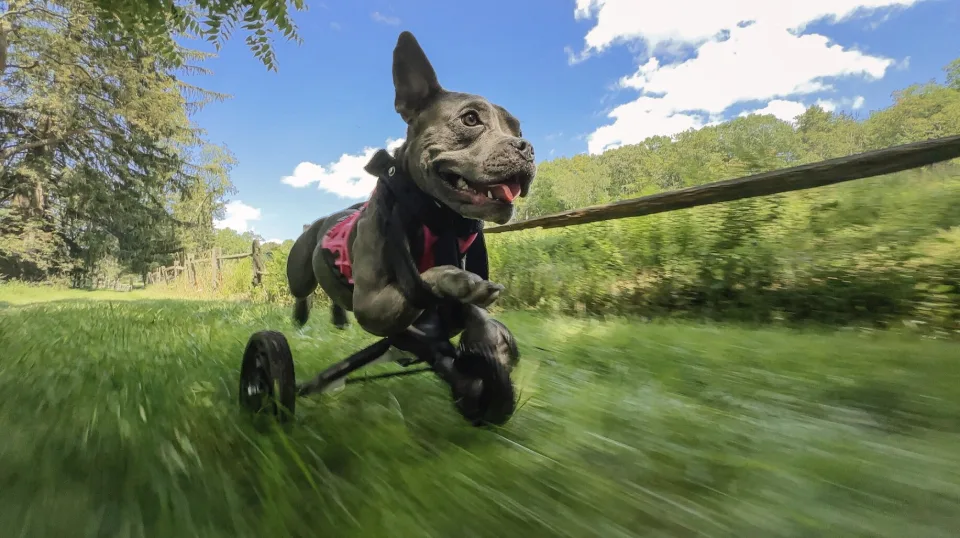 Tucumán Noticias – Agencia de Noticias - Animalitos con discapacidad ...