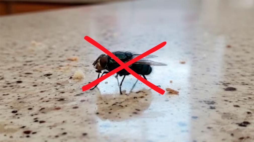 Tucumán Noticias – Agencia de Noticias - El truco con fruta que elimina ...